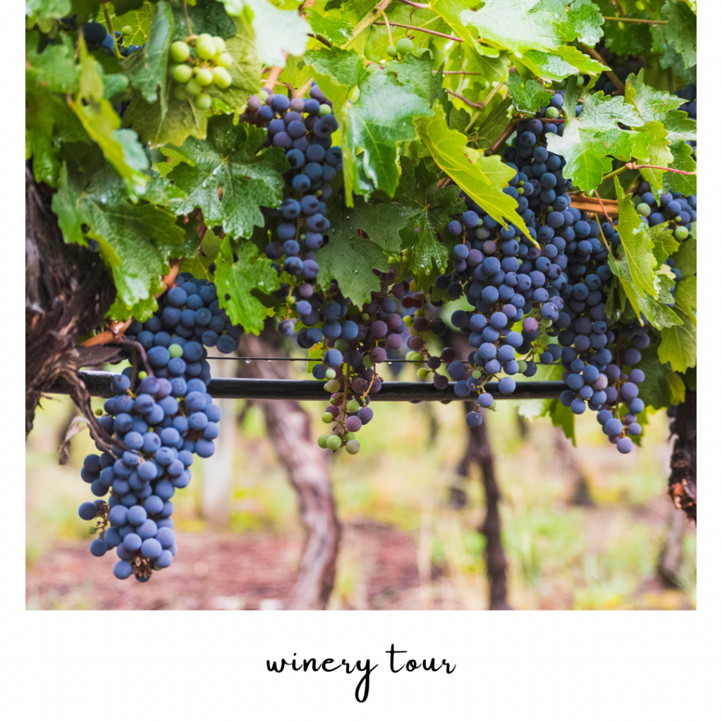 Argentina’s Best Wine Tour Destinations – orindazone.com